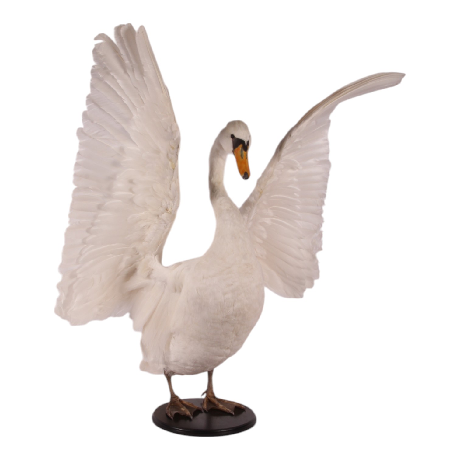 Swan high wings - Taxidermy - Dutch Style